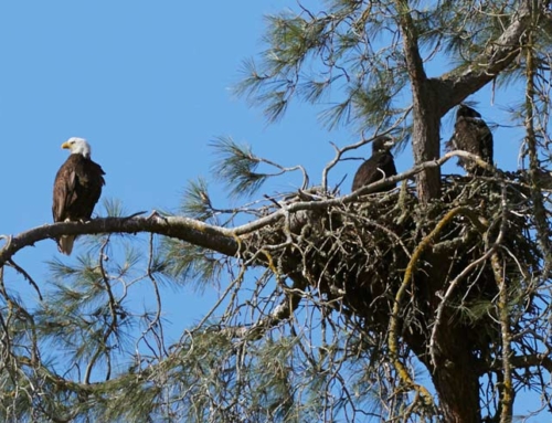 SPOTTED: Gopher Snakes - Margarita Adventures